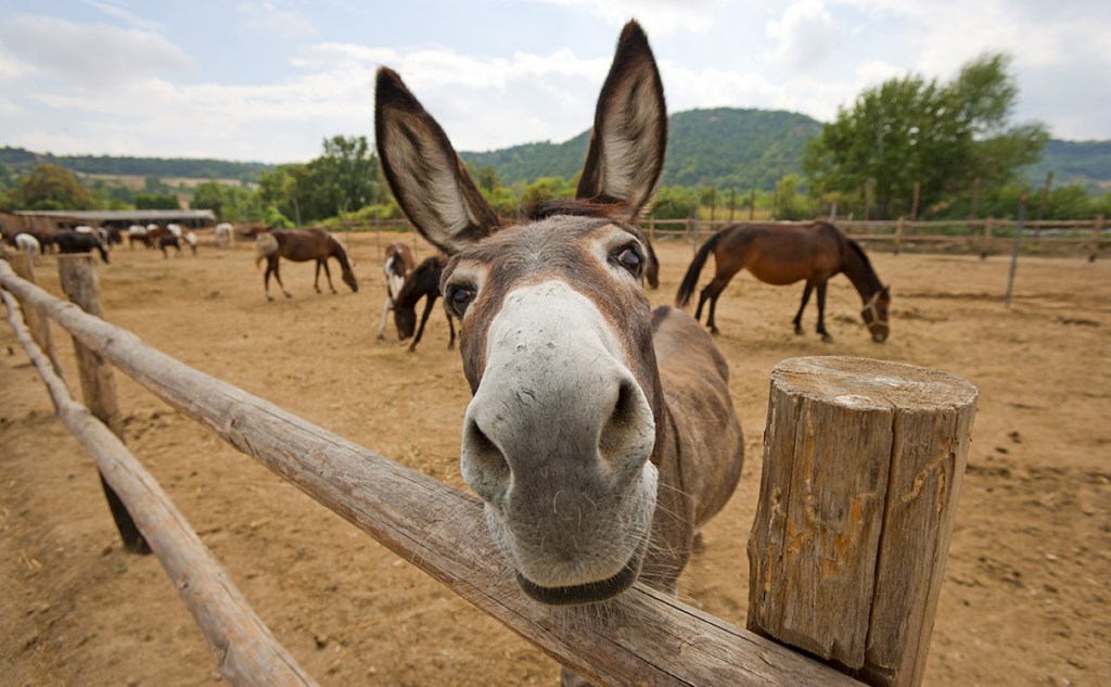 The Farmer and the Mule | Bible Teaching Notes