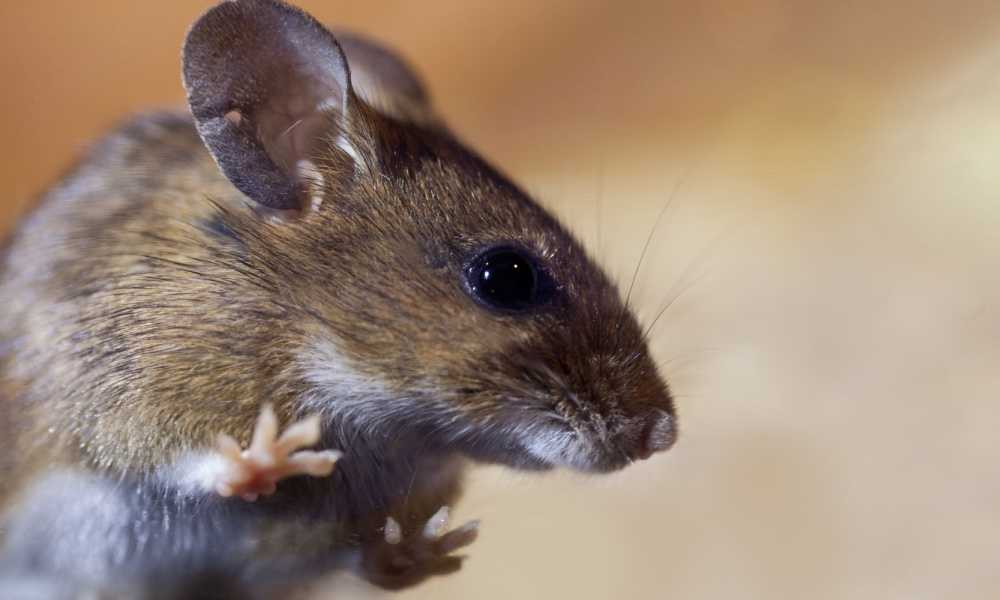 A Mouse Story | Bible Teaching Notes